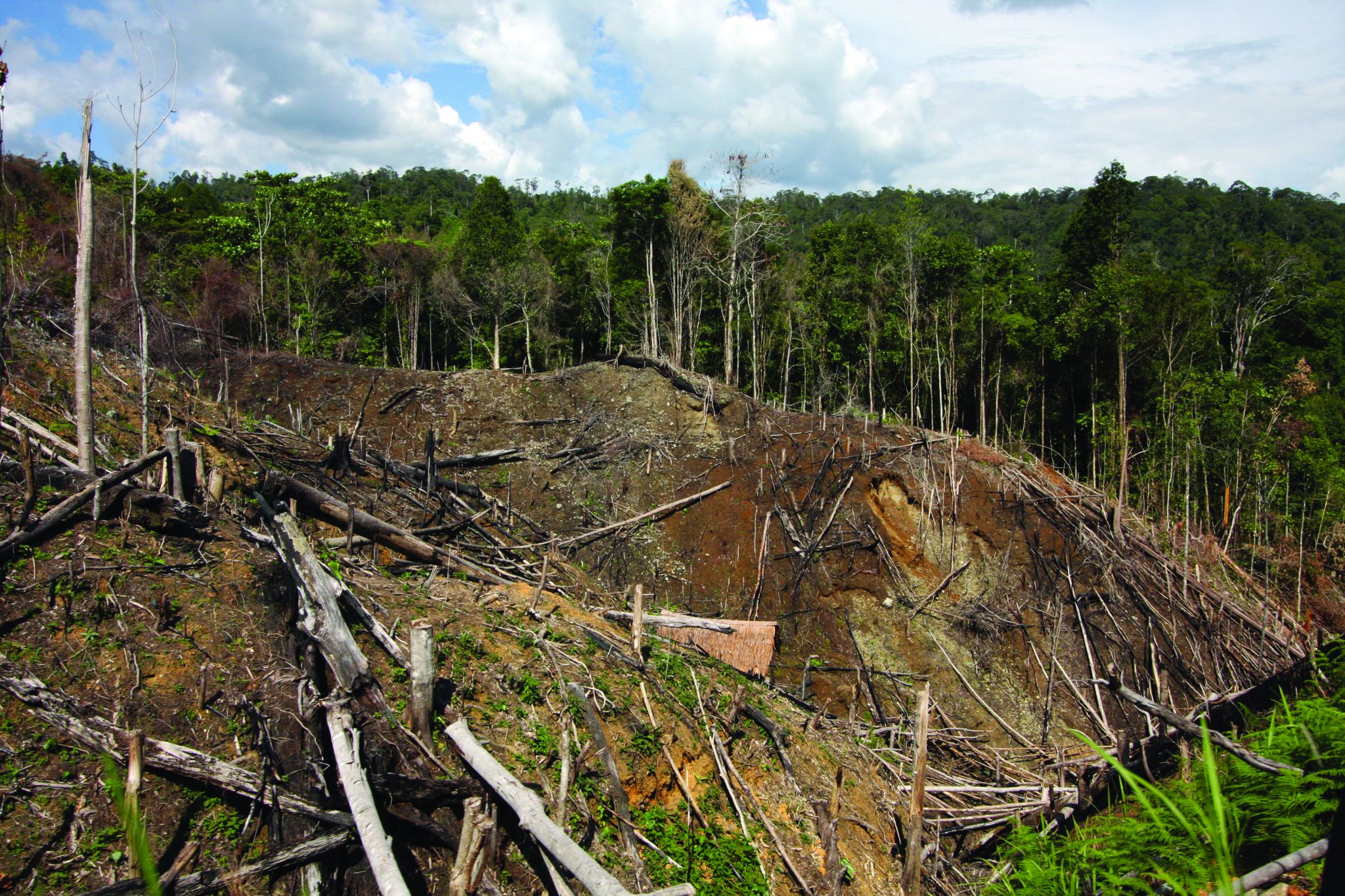 Sumatra Deforestation - Police Chief Magazine