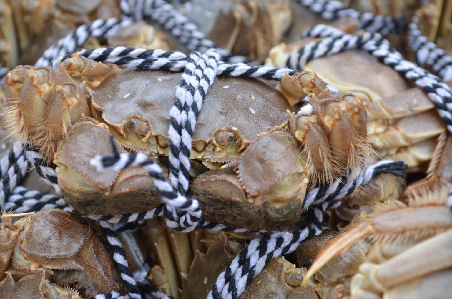 Mitten Crabs 2020 - Police Chief Magazine