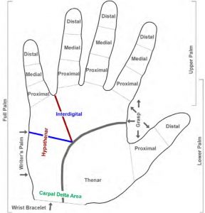 What Police Officers Need to Know About Palm Prints - Police Chief Magazine